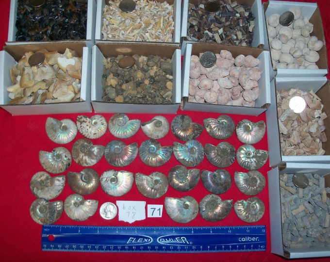 100 Fossils per Lot. Large Ammonite, Shark Teeth, Dino Tooth, Croinoid ...