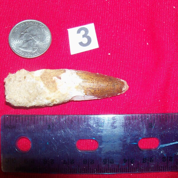 Spinosaurus Tooth Necklace - Etsy