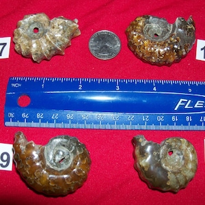 1 Real Rare Polished Goat Horn Fossil Ammonite. Pick Your Choice. - Etsy