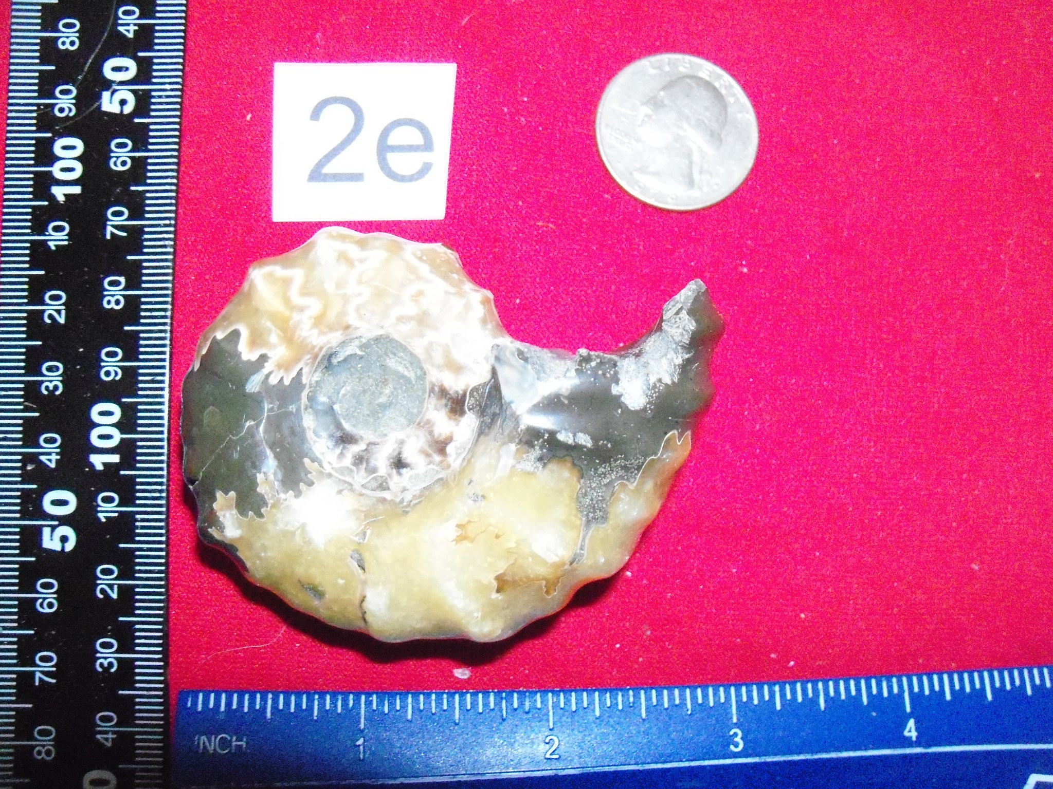 1 Real Rare Polished Goat Horn Fossil Ammonite. Pick Your - Etsy