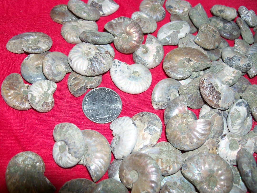 1 Real Polished Iridescent Rainbow Fossil Ammonite per Lot - Etsy