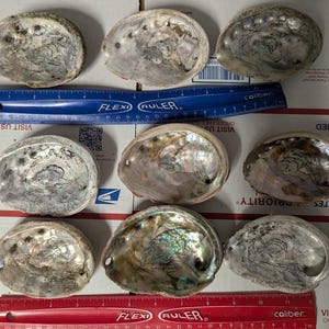Abalone Shell . 4 to 4.5 Inches Wide B Grade Abalone. Farm Raised in ...