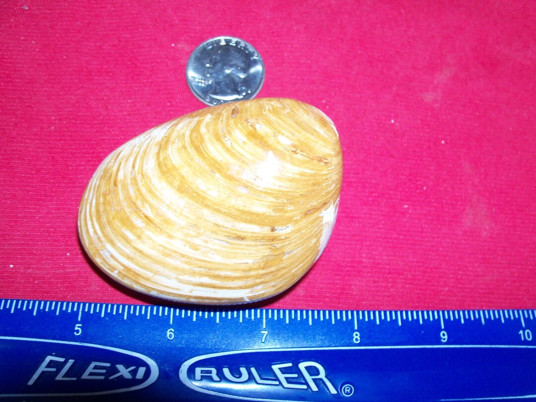1 Real Polished Sea Shell - Etsy