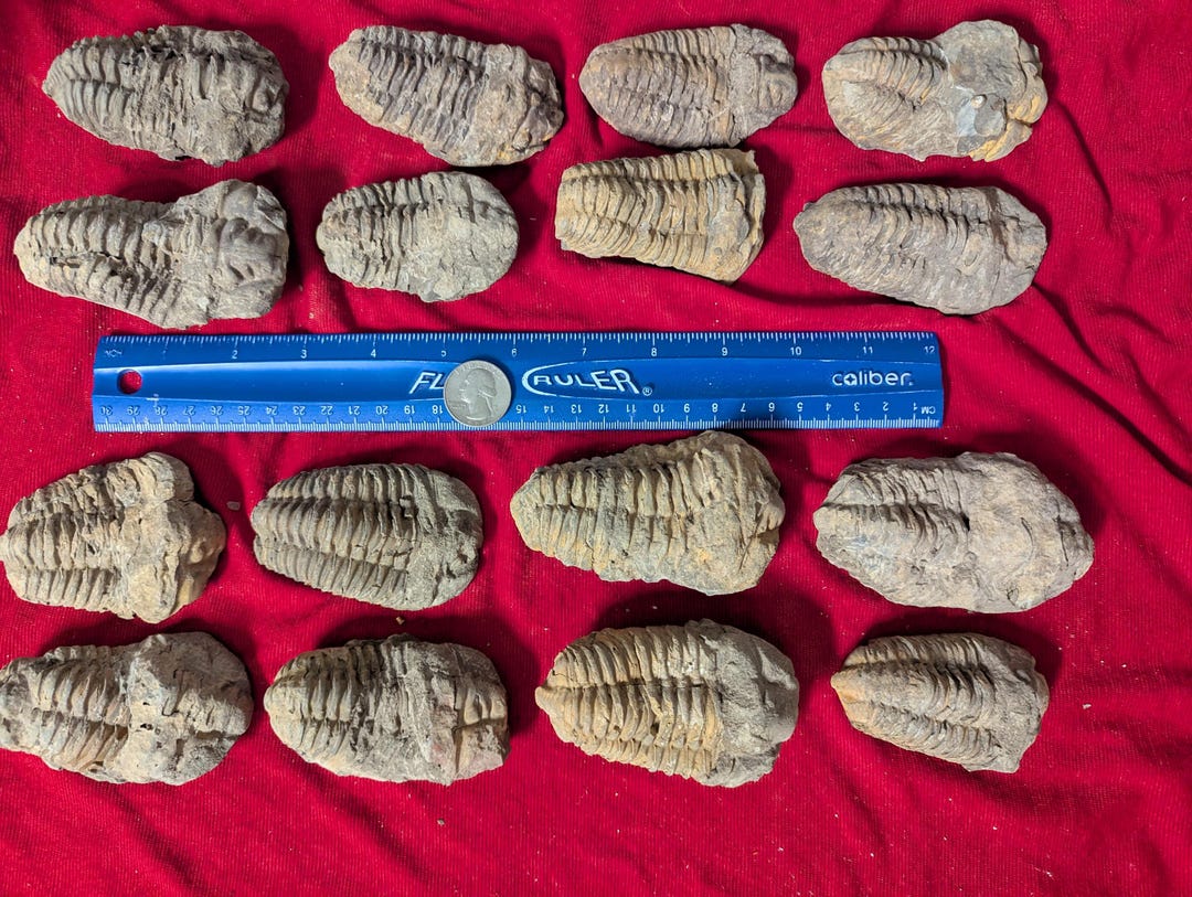 Fossil Trilobite Large Giant Flexicaymene Flexi Calymene 359 to 416 ...