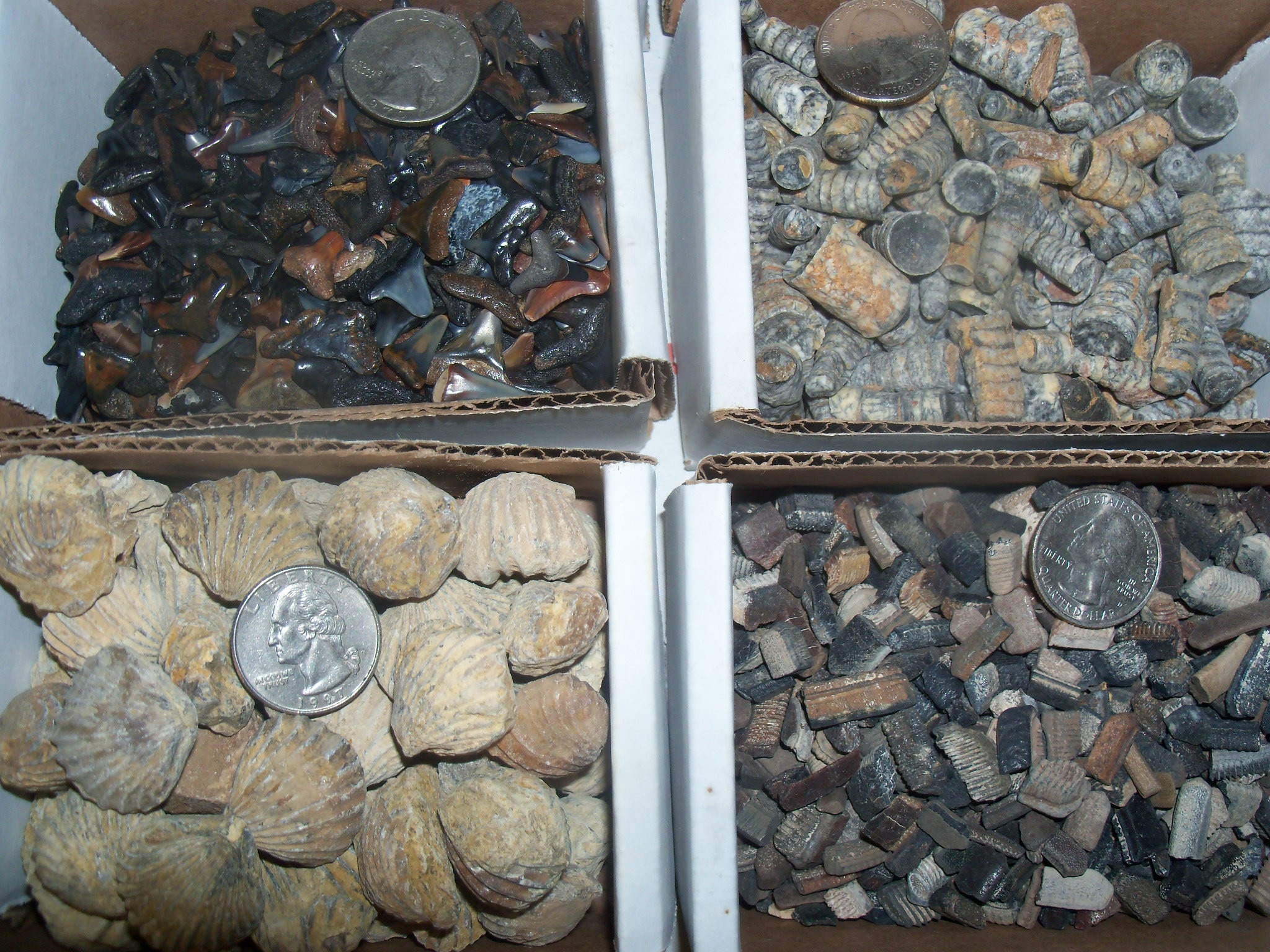50 Fossils per Lot. A Plus Shark Teeth, Sea Urchin, Crinoid Stem ...