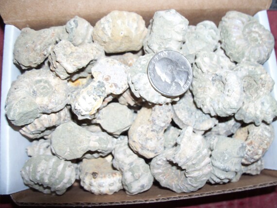 1 Real Rare Goat Horn Fossil Ammonite per Lot - Etsy