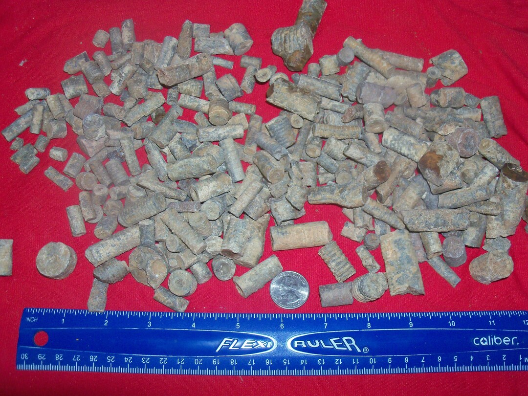 1 Fossil Crinoid Stem per Lot That is at Least 1 Inch Long. 359 to 416 ...