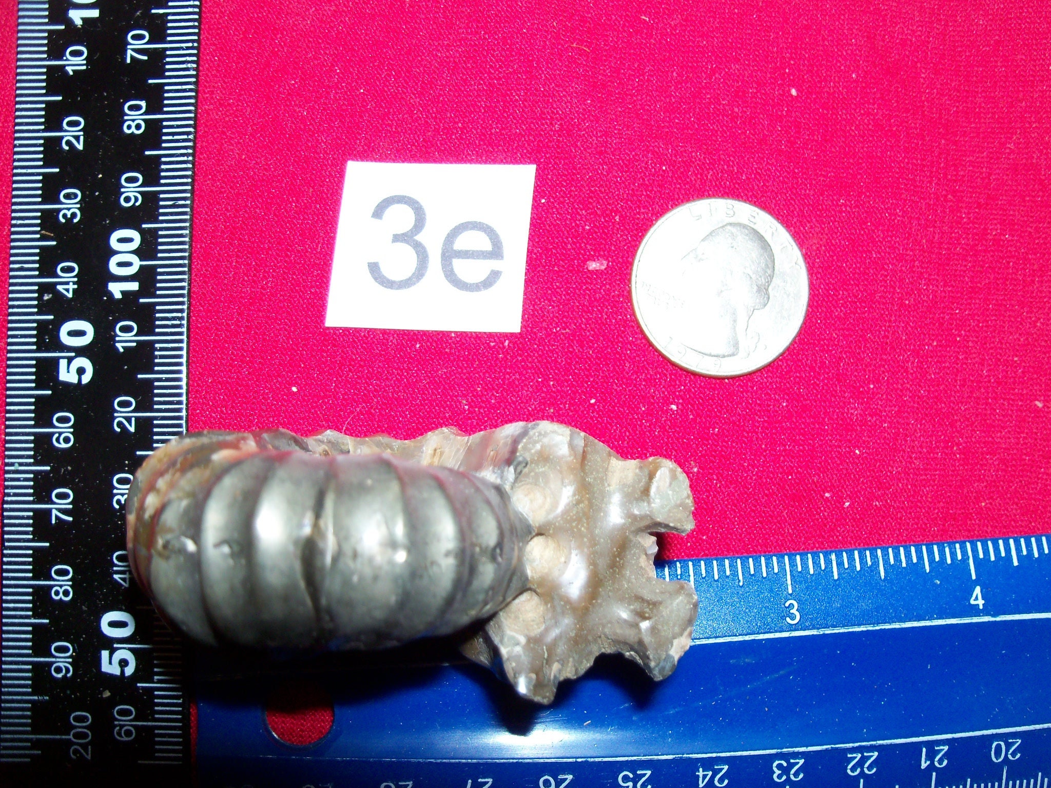 1 Real Rare Polished Goat Horn Fossil Ammonite. Pick Your - Etsy