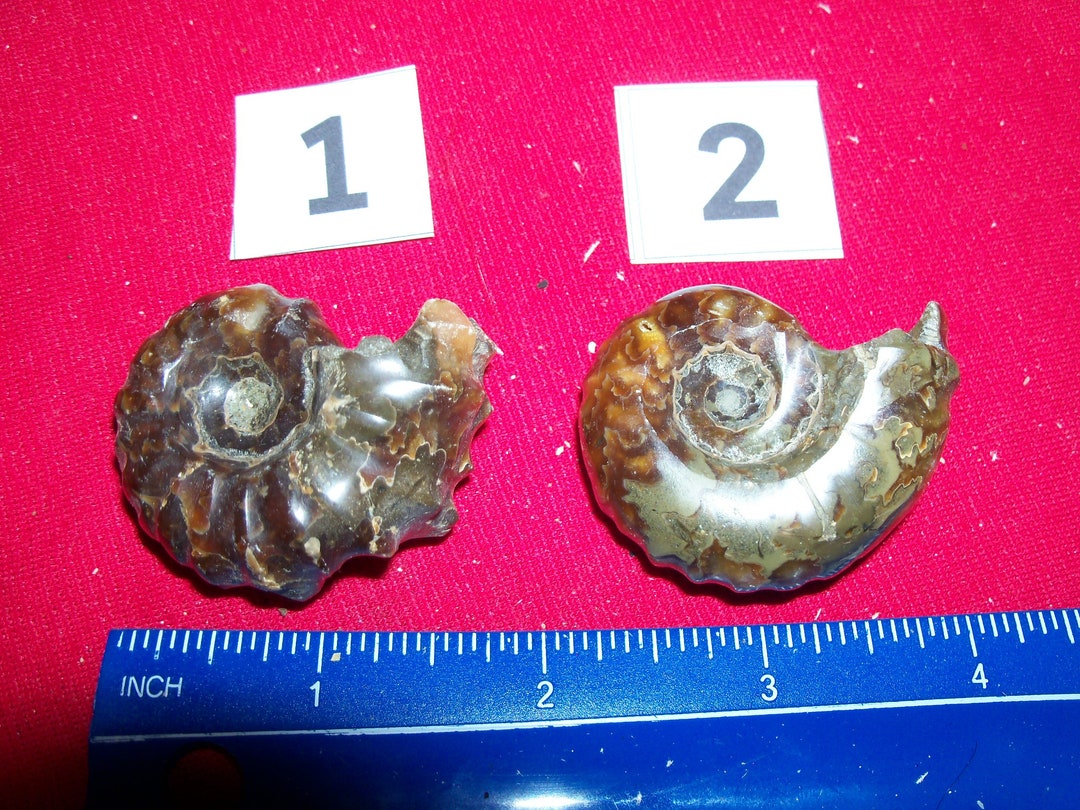 1 Real Rare Polished Goat Horn Fossil Ammonite. Pick Your Choice. - Etsy