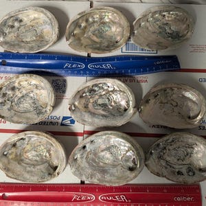 Abalone Shell . 4 to 4.5 Inches Wide B Grade Abalone. Farm Raised in ...