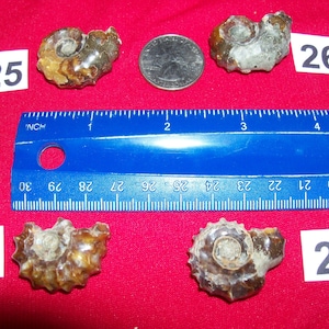 1 Real Rare Polished Goat Horn Fossil Ammonite. Pick Your Choice. - Etsy