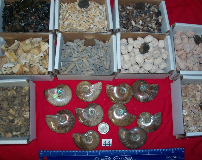 100 Fossils per Lot. Large Ammonite, Shark Teeth, Dino Tooth, Croinoid ...