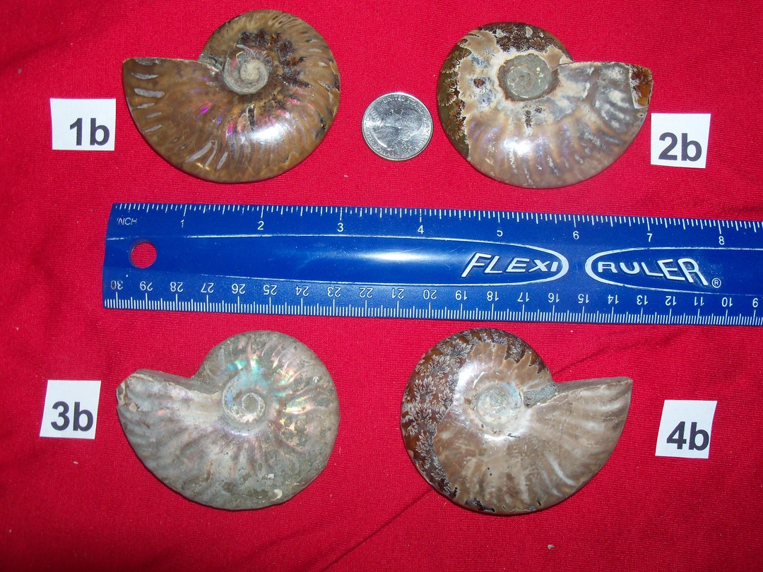 Fossil Ammonite Polished Large. Pick Your Choice. Some Are Iridescent ...