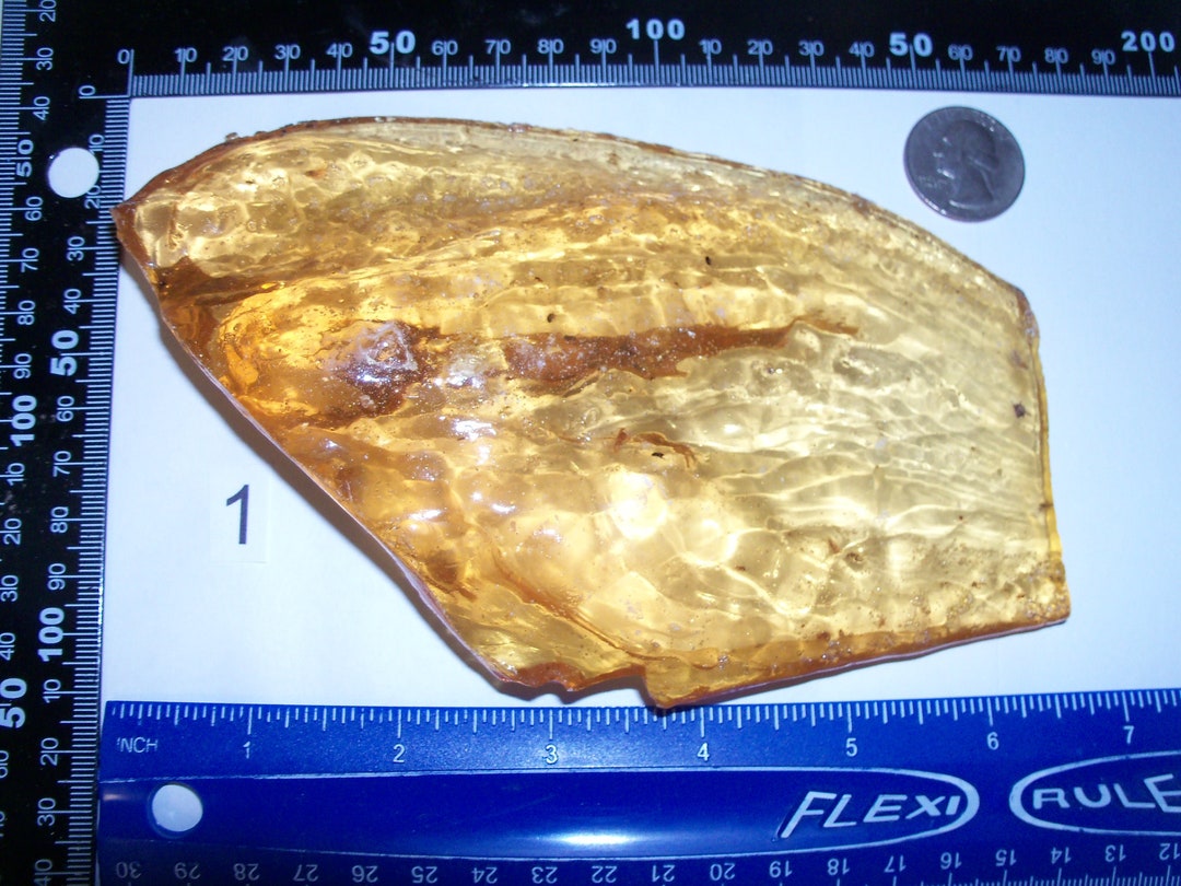 1 Real Amber With Insect Insects Bugs or Plant Life. Pick Your Choice ...