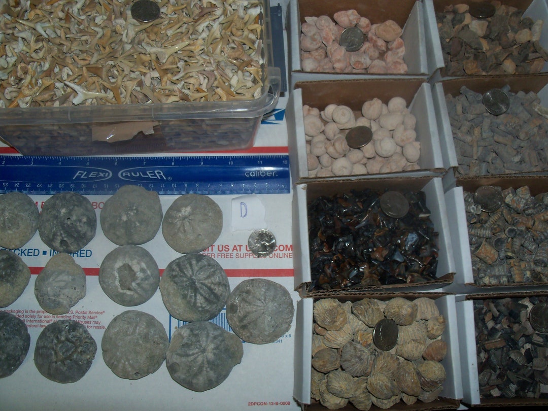 50 Fossils per Lot. A Plus Shark Teeth, Sea Urchin, Crinoid Stem ...