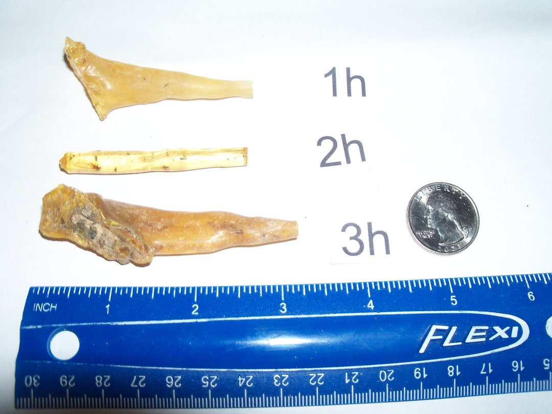 1 Real Amber With Insect Insects Bugs or Plant Life. Pick Your Choice ...