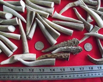 Deer Antler Tines - Etsy