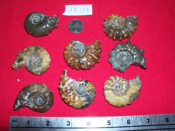 1 Real Rare Polished Goat Horn Fossil Ammonite per Lot | Etsy