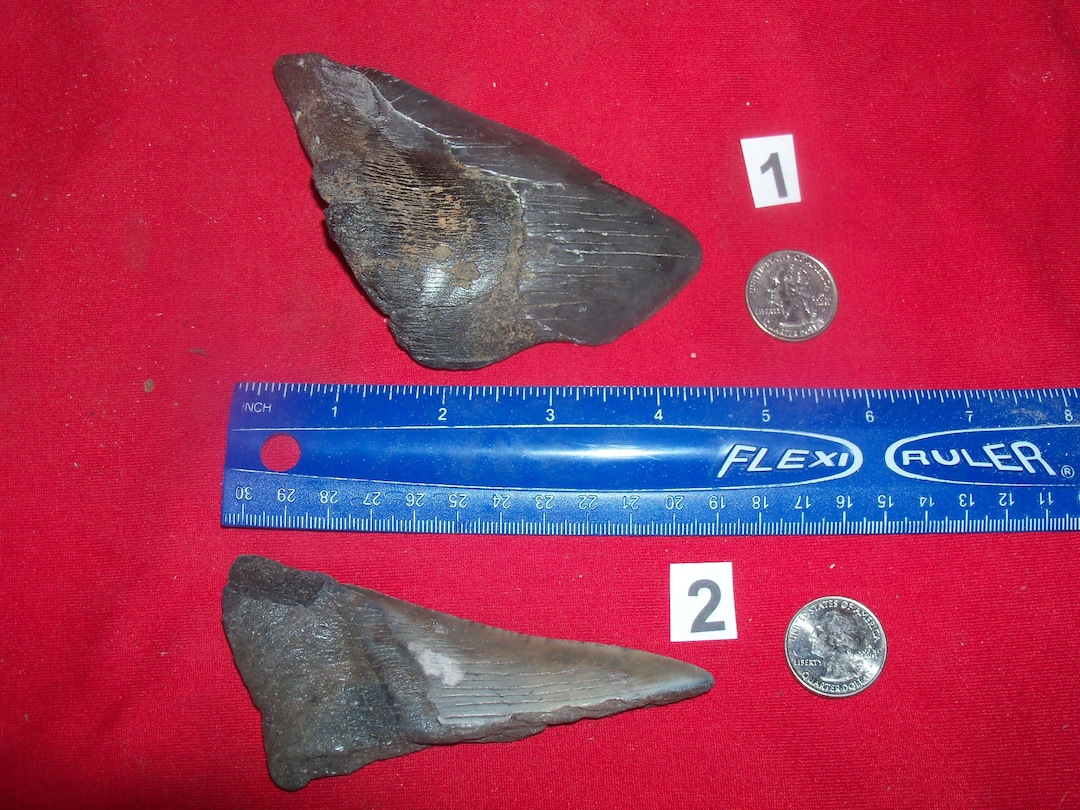 Large Megalodon Fossil Shark Tooth of Your Choice Before It is Gone - Etsy
