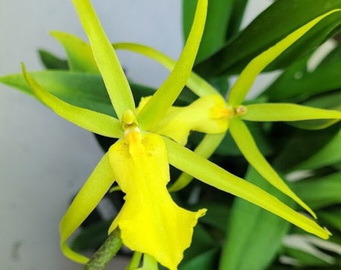 Bcd. Tower of Rex 'yellow Spider' - Etsy