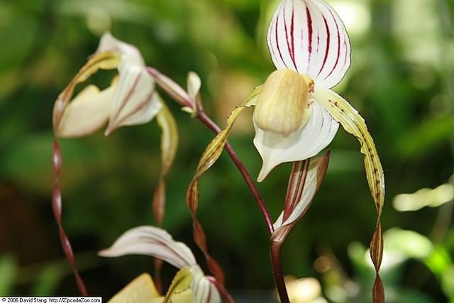 Paph. Mount Toro stonei X Philippinense | Etsy