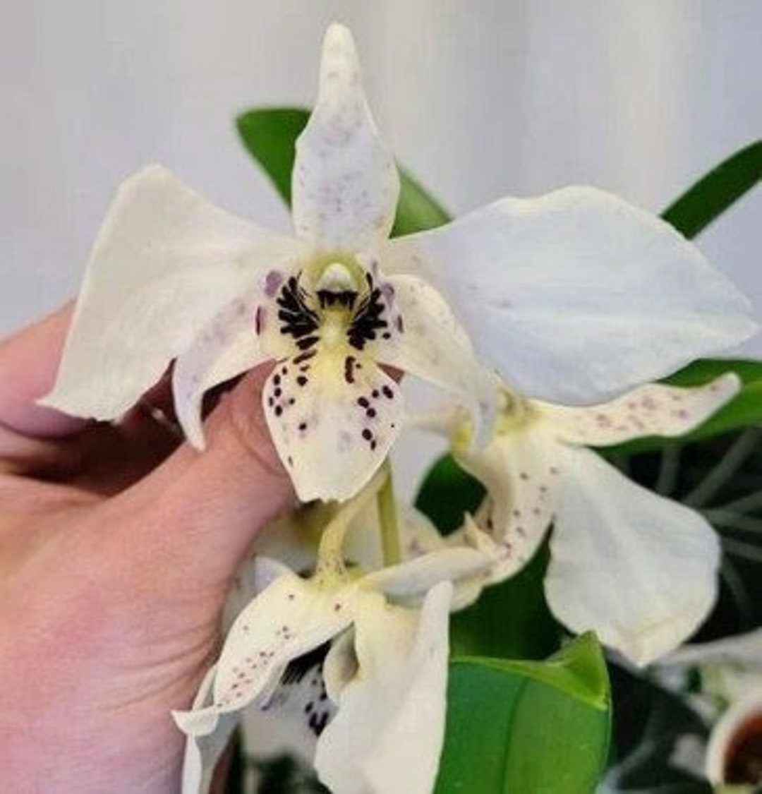 In Spike / BS Den. Island Mist roy Tokunaga semi Alba X Rhodostictum ...