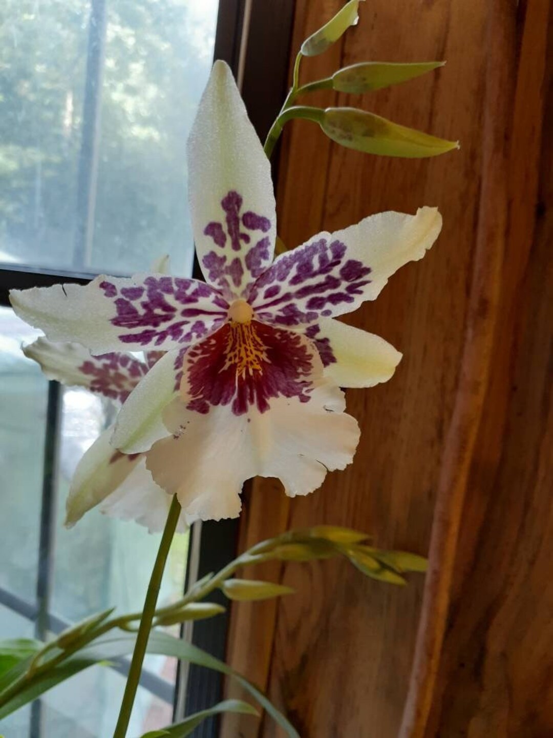 Bllra. Big Shot 'hilo Sparkle' - Etsy