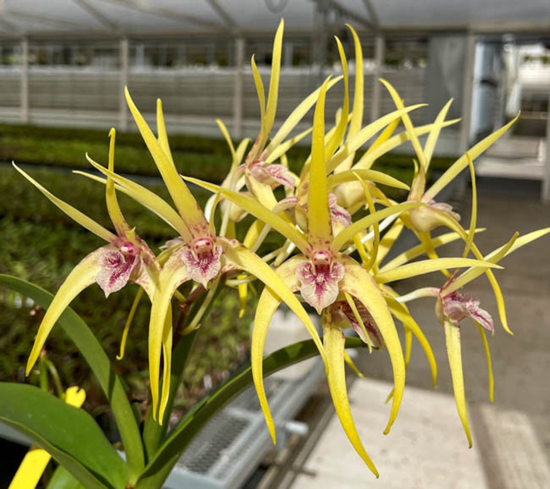 Den. Aussie Parade X Ruben Colmenares ' - Etsy