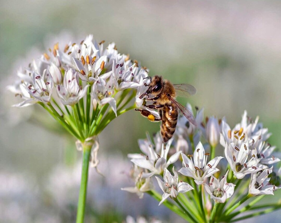 20 Live Organic Garlic Chives With Roots - Perennial, Come Back Every ...