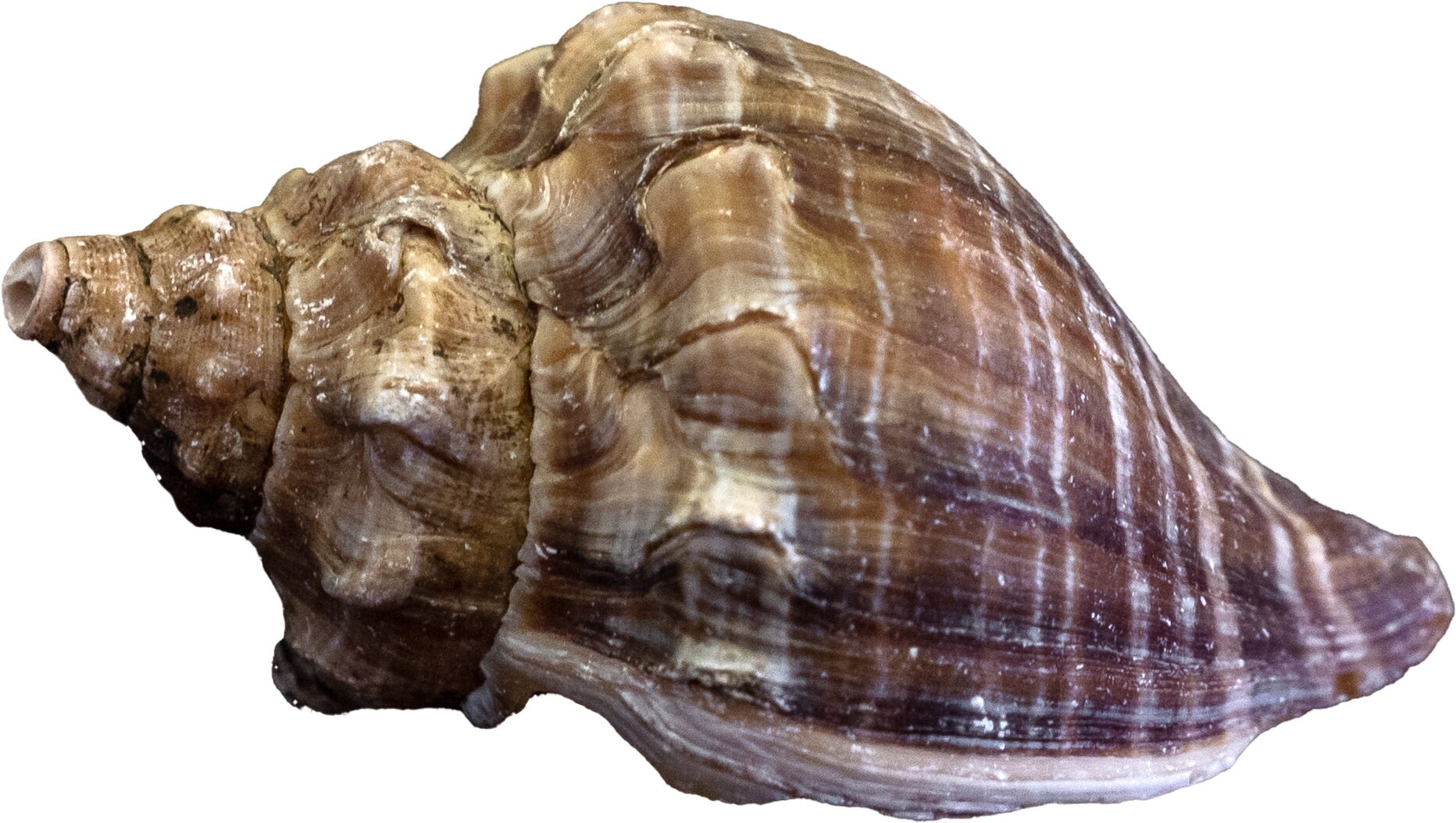SEASHELL OVERLAYS, Add These Seashell Pngs to Your Images, Beach Themed ...