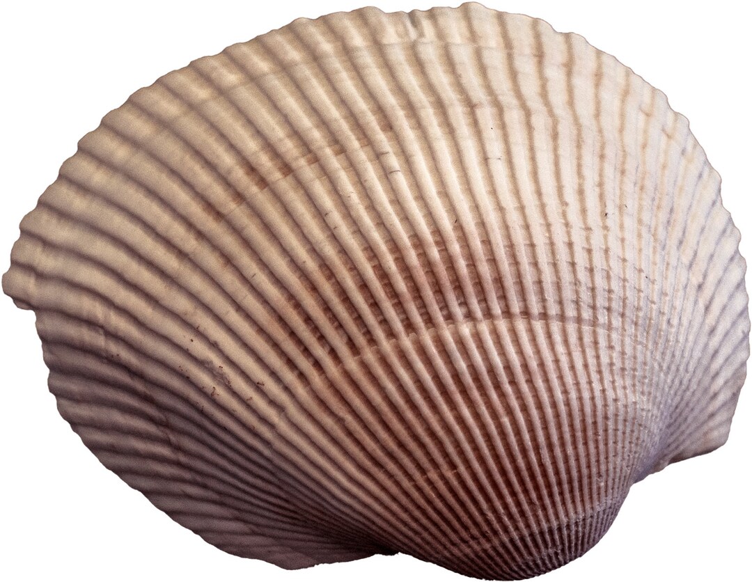 SEASHELL OVERLAYS, Add These Seashell Pngs to Your Images, Beach Themed ...