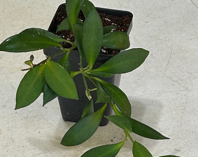 Hoya Noona Plant - Etsy