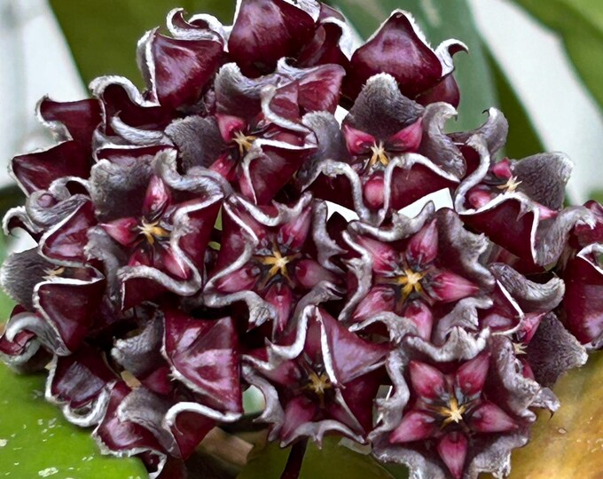 Hoya Pubicalyx 'black Dragon' Plant - Etsy