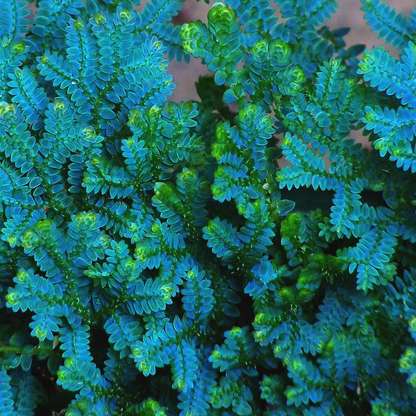 Blue Oil Fern - Etsy