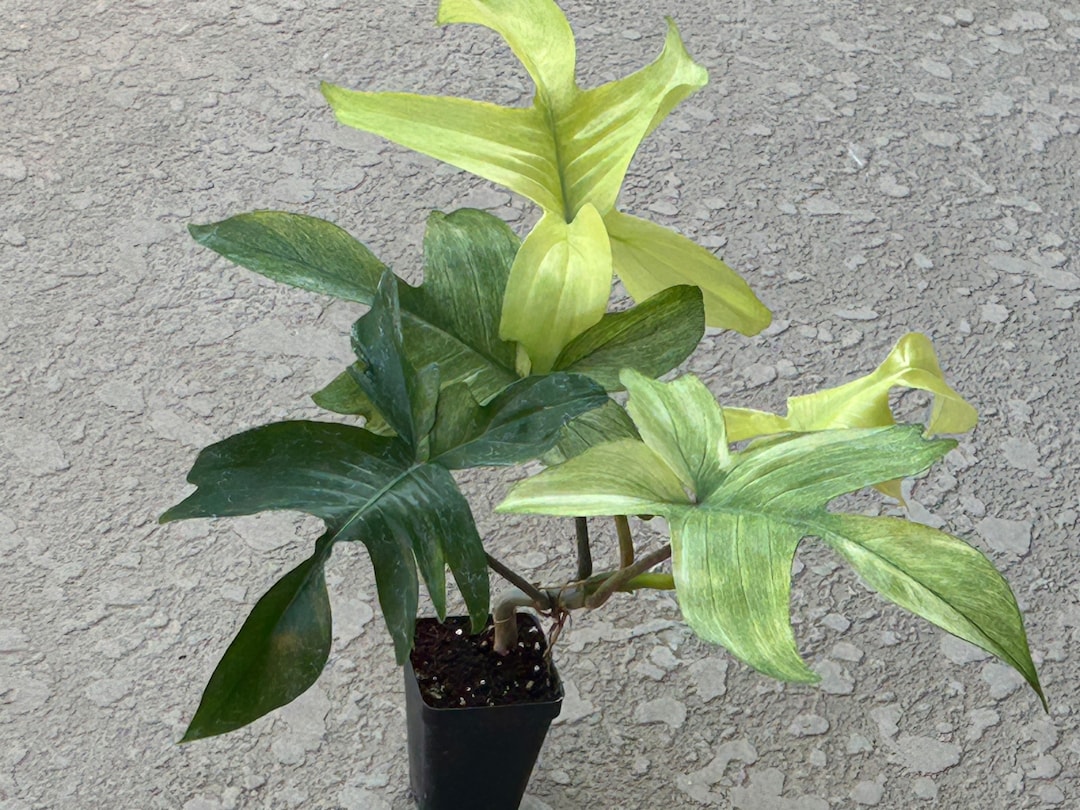 Philodendron Florida Ghost Plant This is NOT A TISSUE CULTURE Plant but ...