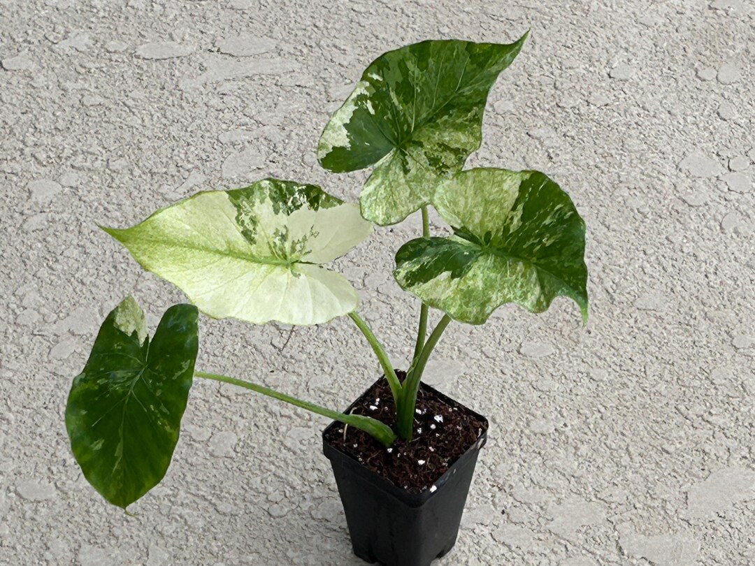 Alocasia Odora 'variegata' Plant #1!!! This is NOT A TISSUE CULTURE ...