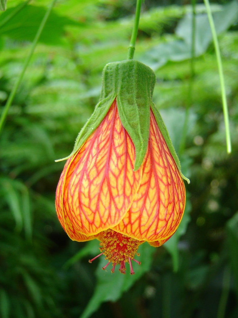 Abutilon 'Red Tiger' Flowering Maple Chinese Lantern | Etsy