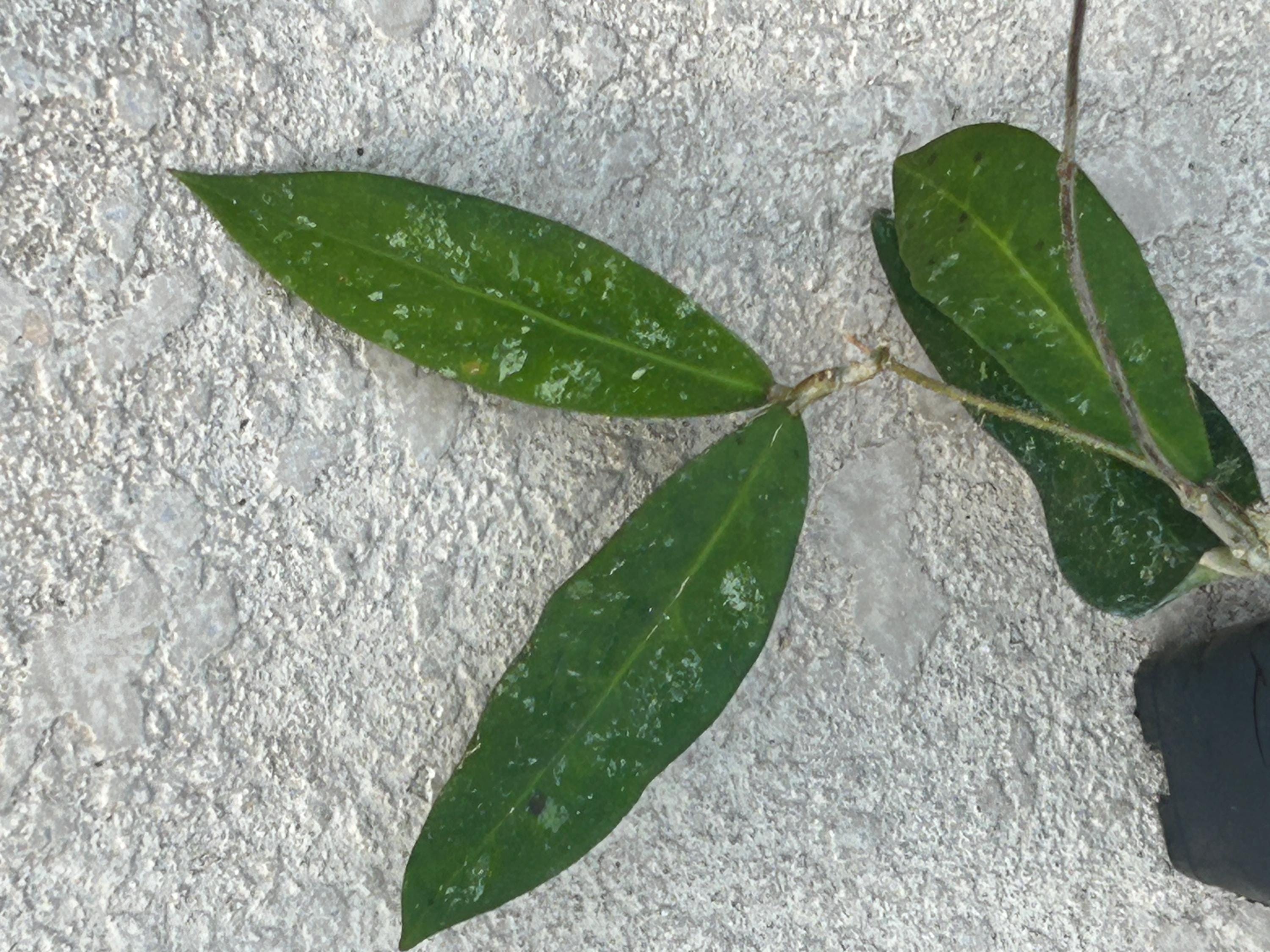 Hoya Ruthiae UT-168 - Etsy