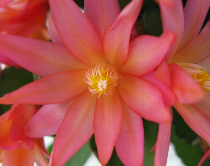 Rhipsalidopsis Easter Cactus 'mohawk Spirit' Plant!!!rare!! - Etsy