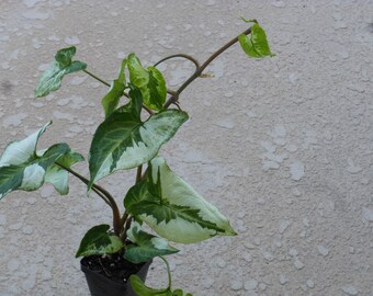 Syngonium Podophyllum Jade Magic Marble Plant | Etsy