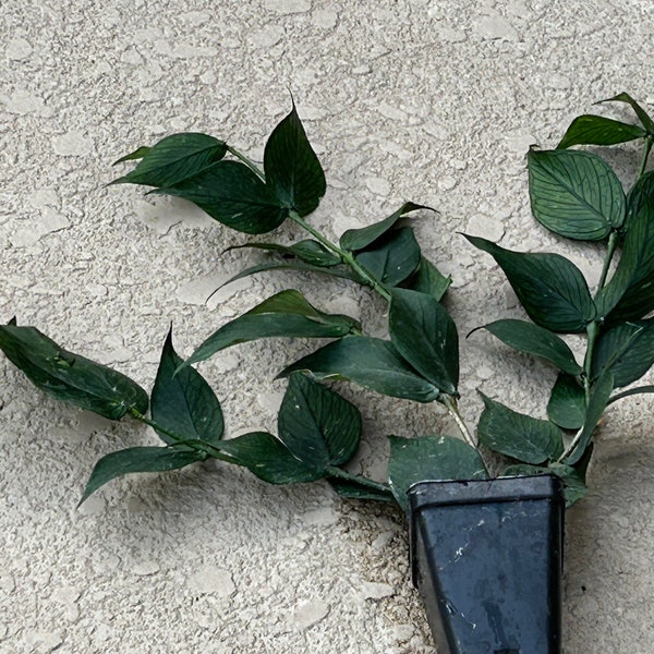 Fishtail Hoya - Etsy