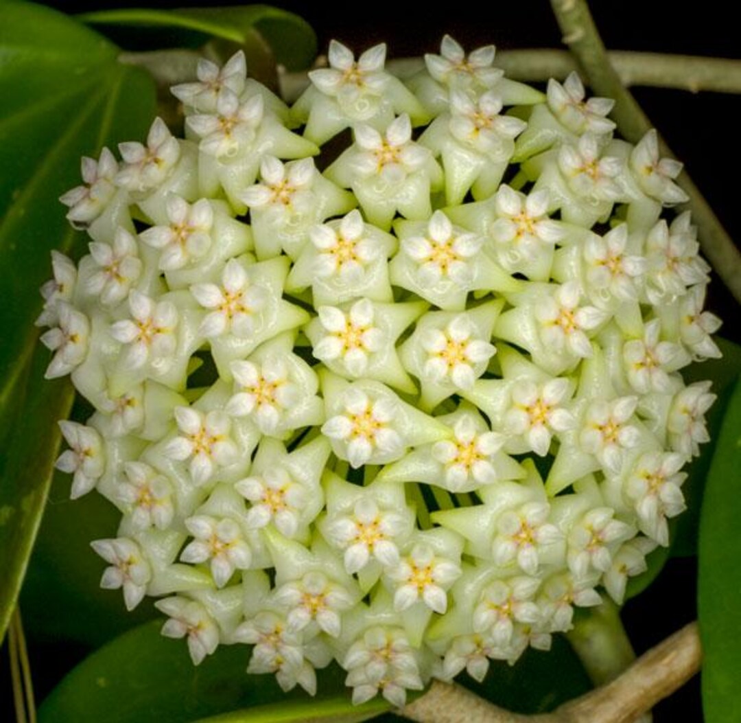 Hoya Pottsii Chiang Mai - Etsy