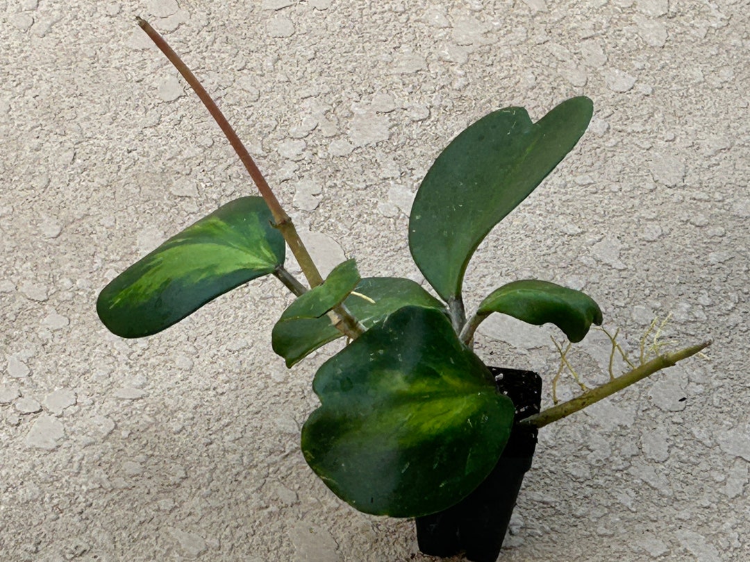 Hoya Kerrii 'inner Variegated' - Etsy