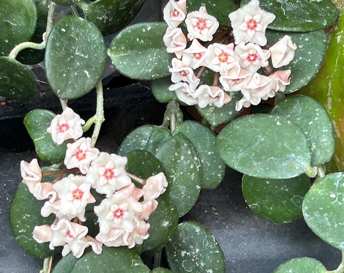 Hoya Mathilde Splash Blooming Size Plant W/peduncles - Etsy
