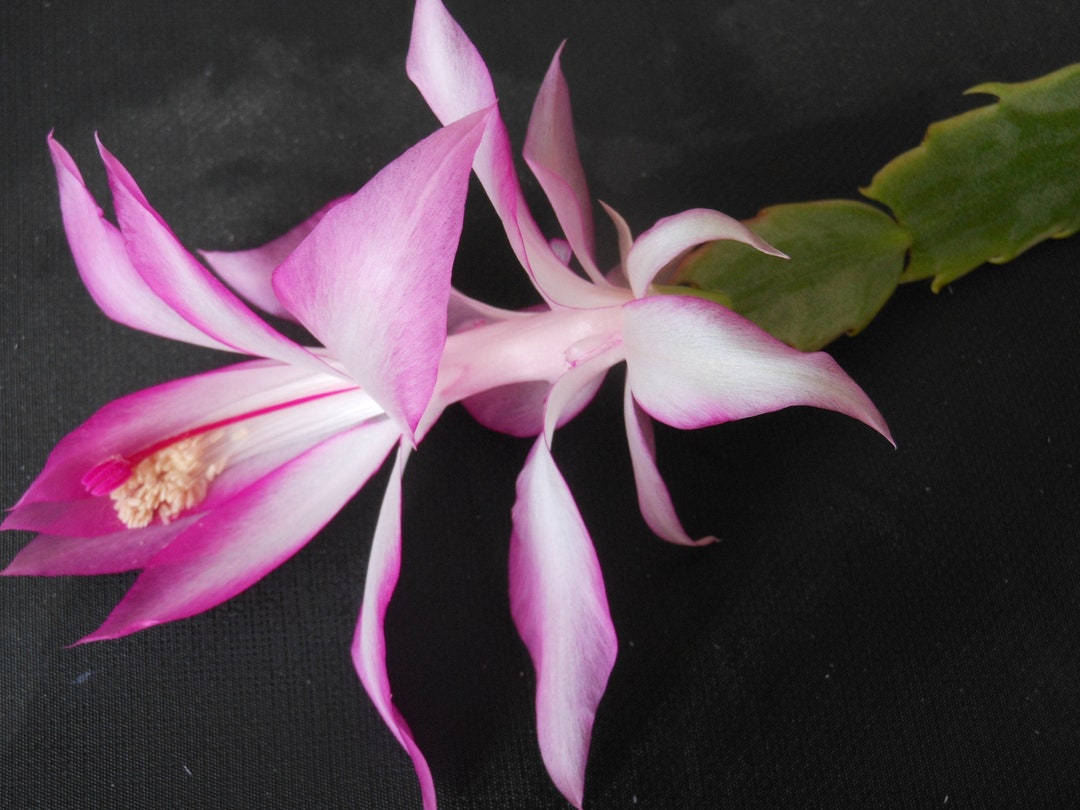 Schlumbergera / Variegated Christmas Cactus 'madame Butterfly' Plant - Etsy