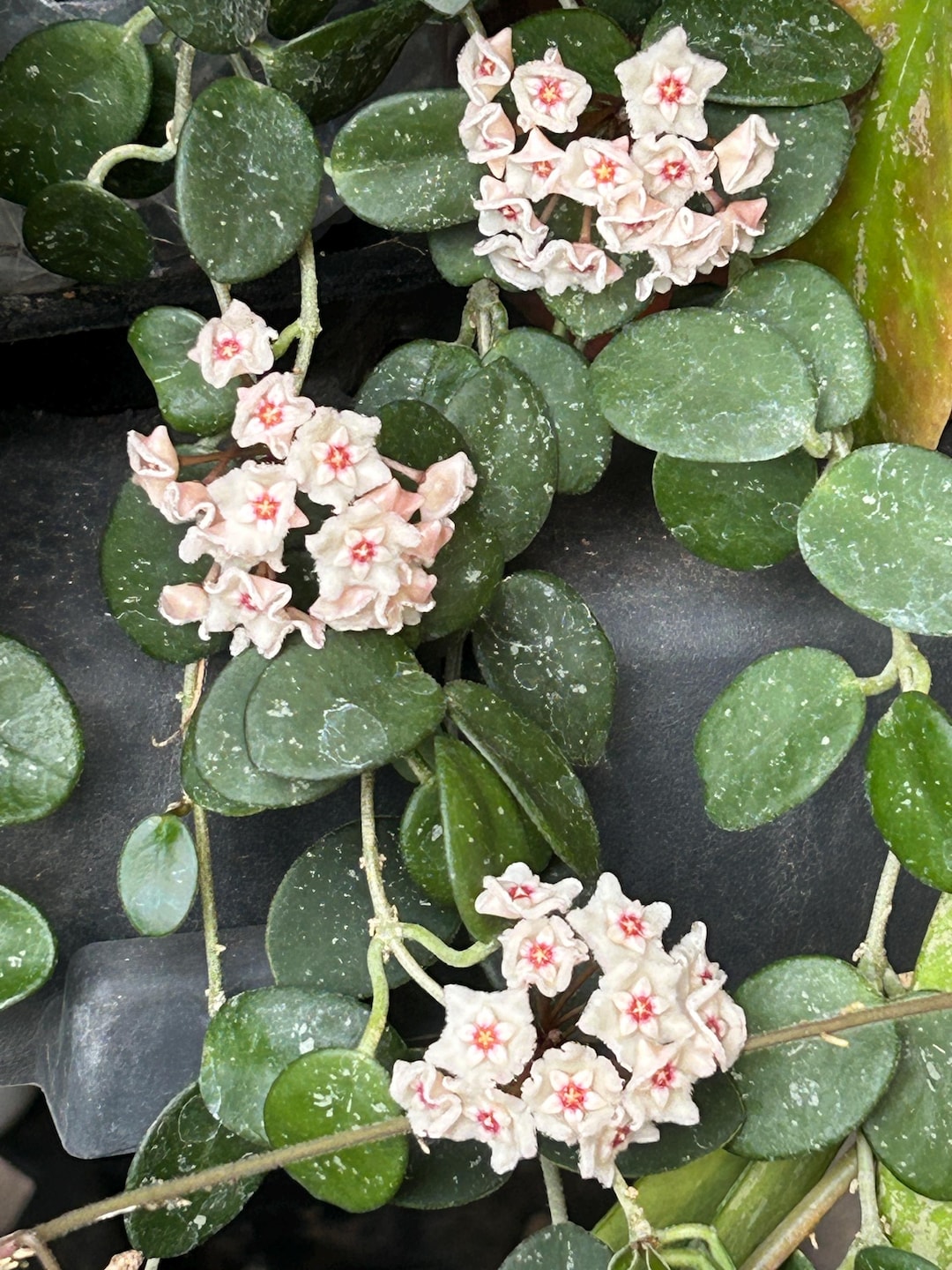 Hoya Mathilde Splash Plant - Etsy