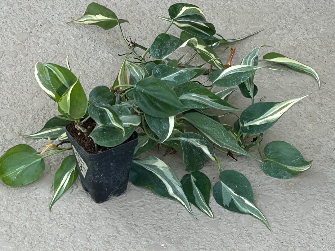 Philodendron Hederaceum 'rio' Plant 1 This is NOT A TISSUE CULTURE ...