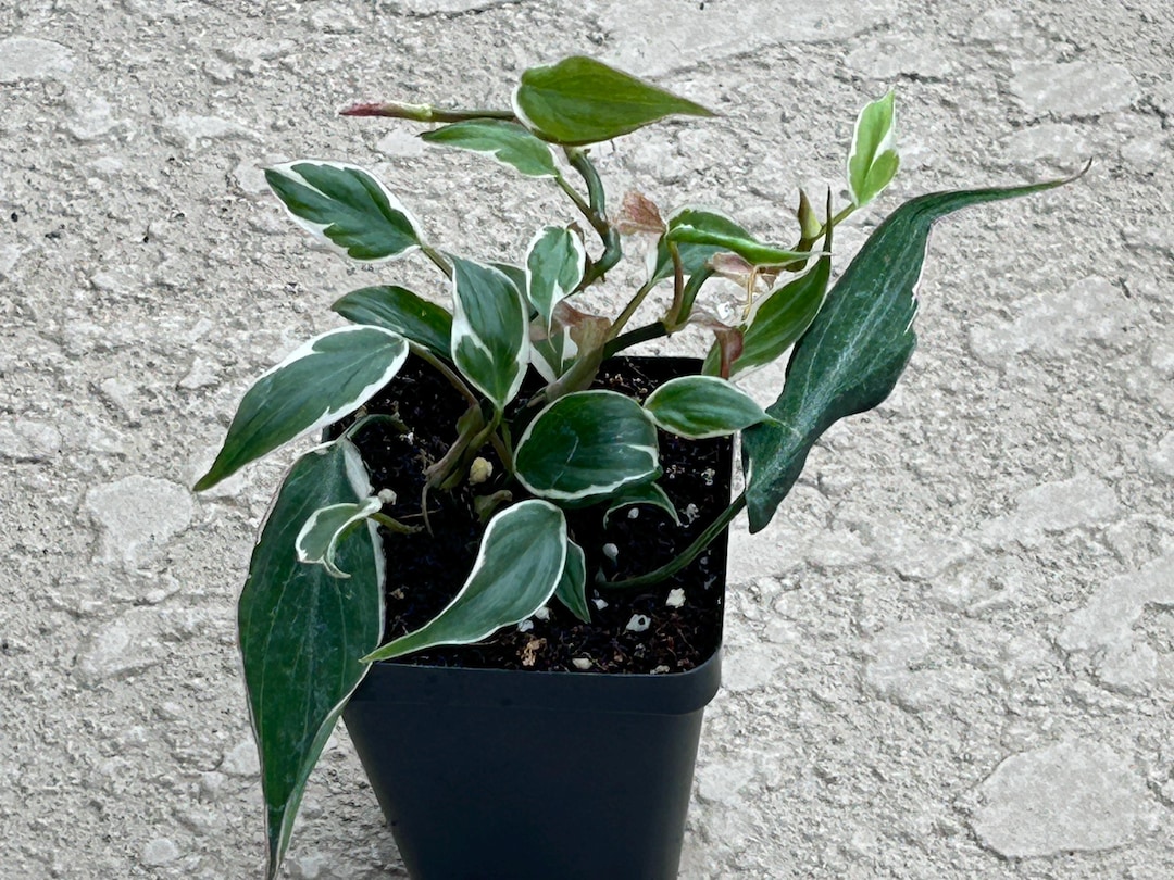 Variegated Philodendron Micans Halo - Etsy