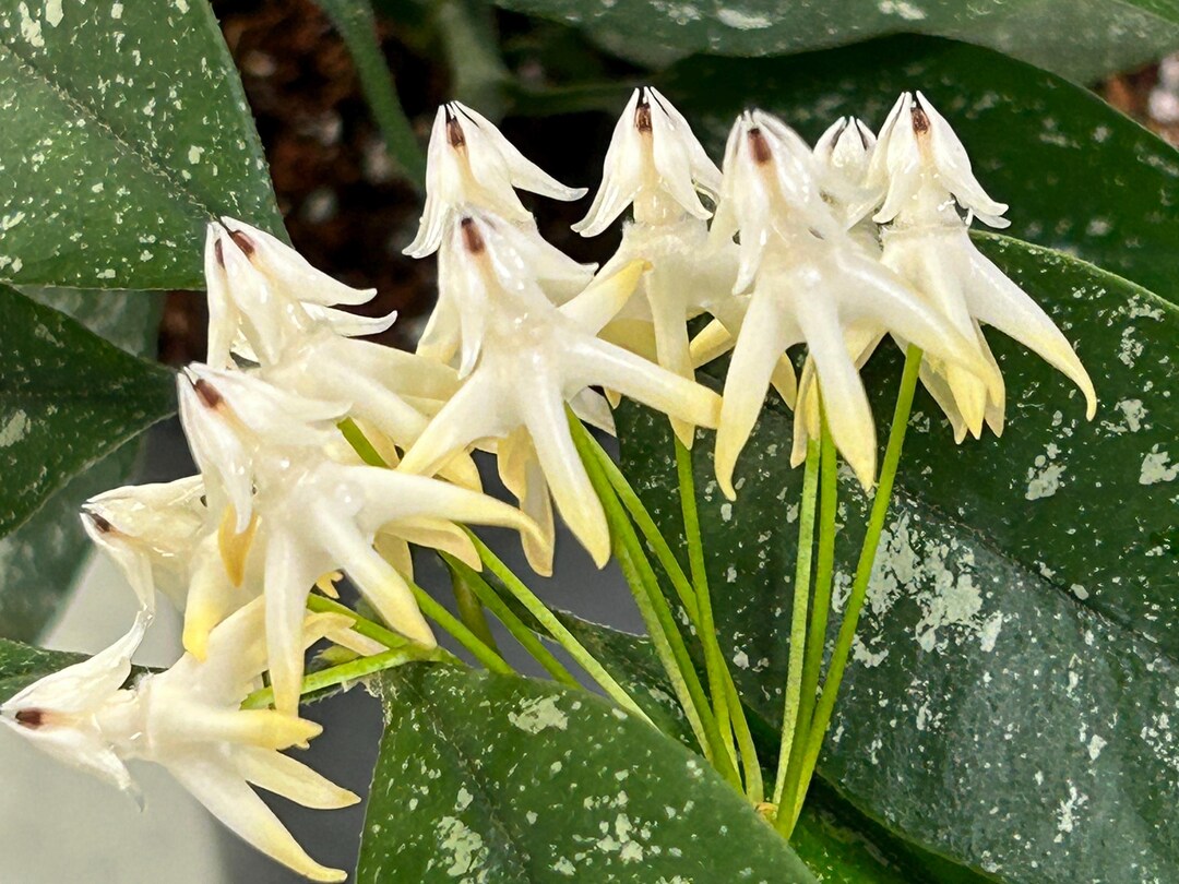 Hoya Multiflora Mini, Splash Blooming Size Plant - Etsy