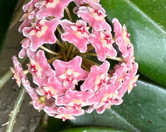 Hoya Hoya Skinneriana ‘dee’s Big One’ Plant - Etsy